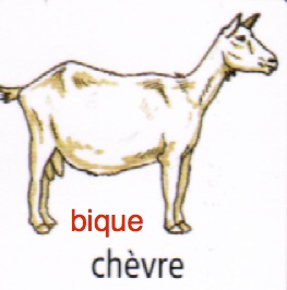 Imagier